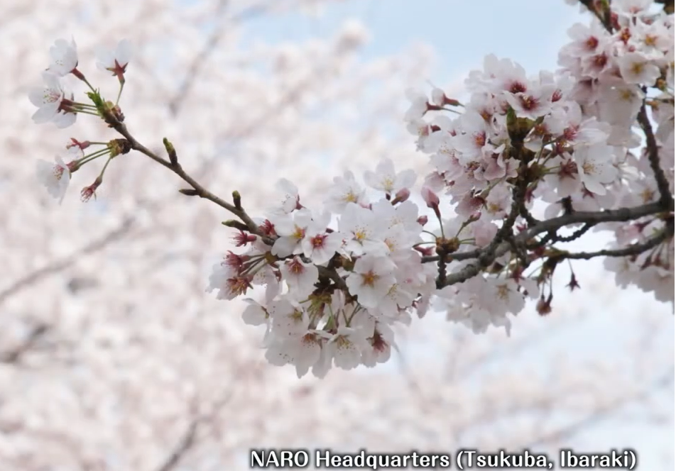 English | National Agriculture and Food Research Organization