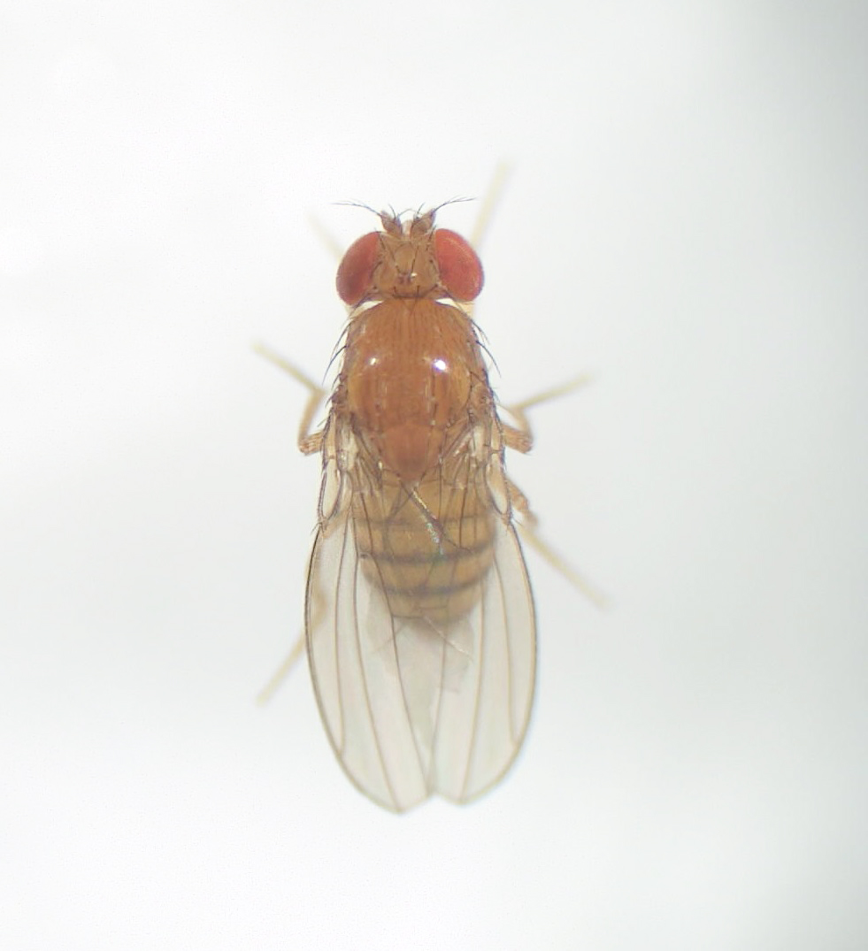 NIAS | National Agriculture and Food Research Organization