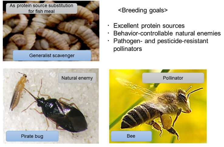 NIAS:Insect Design Technology Group