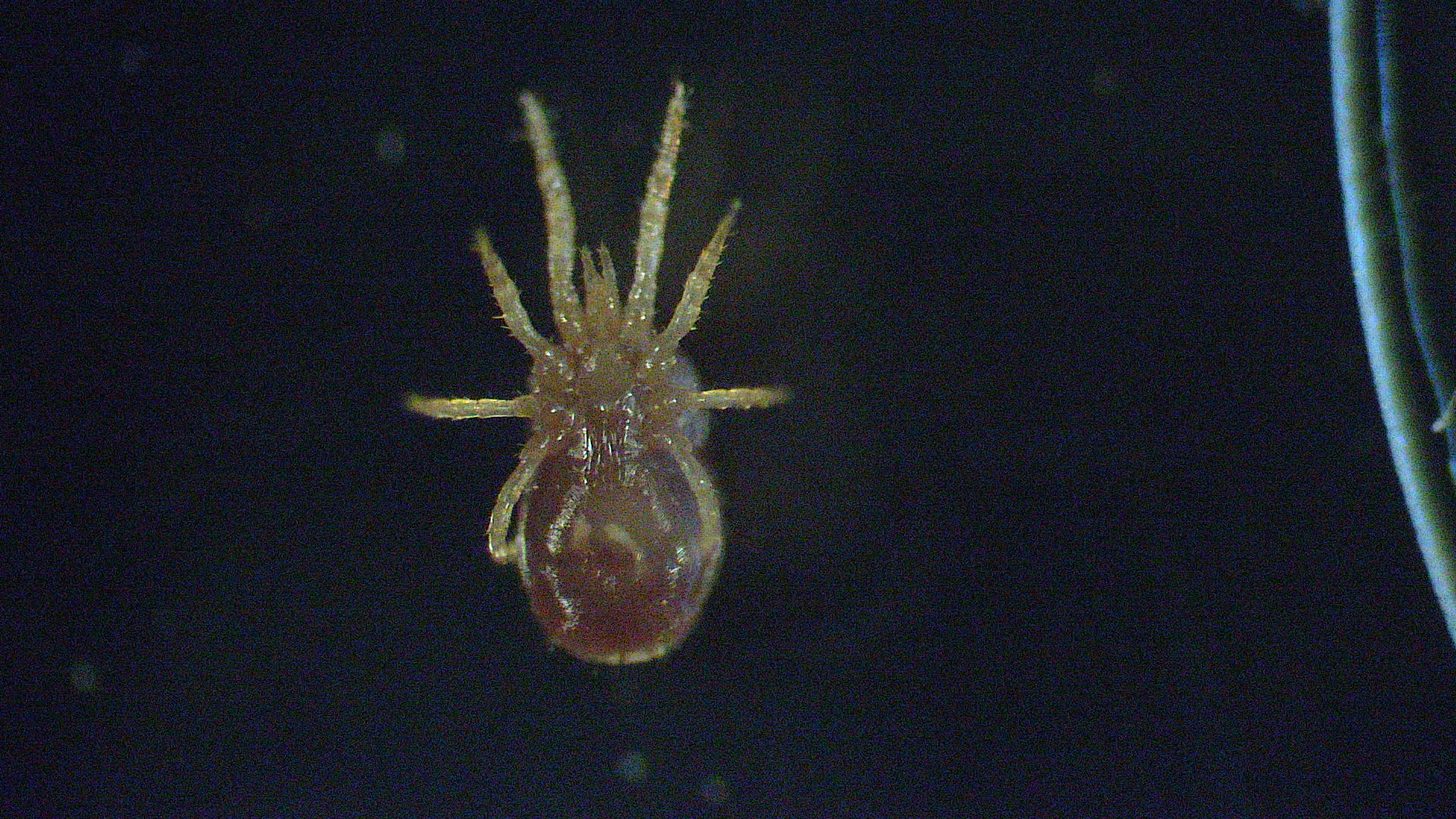 NIAS | National Agriculture and Food Research Organization