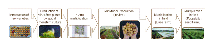 NCSS:Production of Foundation Seeds